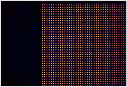 Fluorescence Uniformity: Anatomy of Accurate Imaging (Part 1)